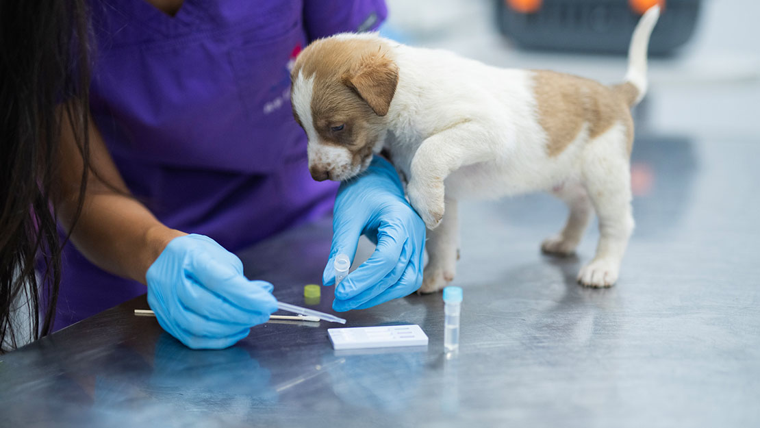 CSIRO AMR Action + Insight « Animal Medicines Australia