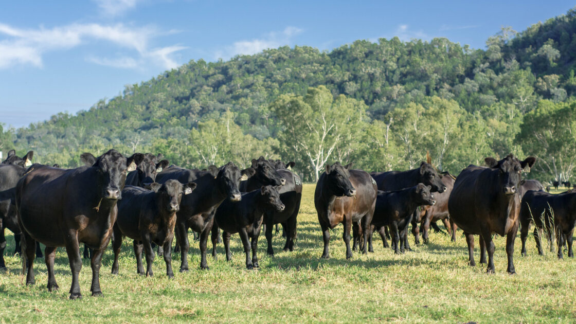National Biosecurity Week - Protecting Australia’s Biosecurity « Animal ...