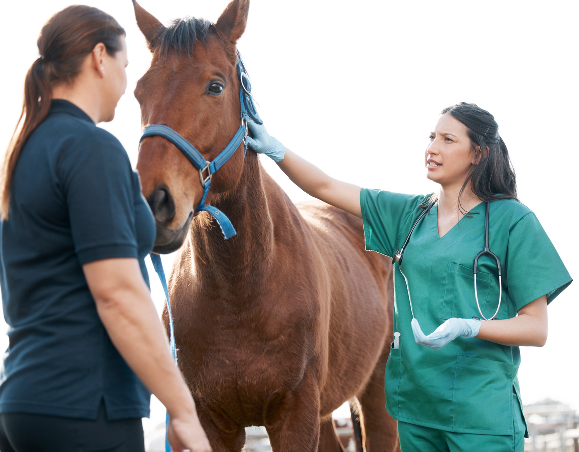 Review of the Horse Disease Response Levy « Animal Medicines Australia