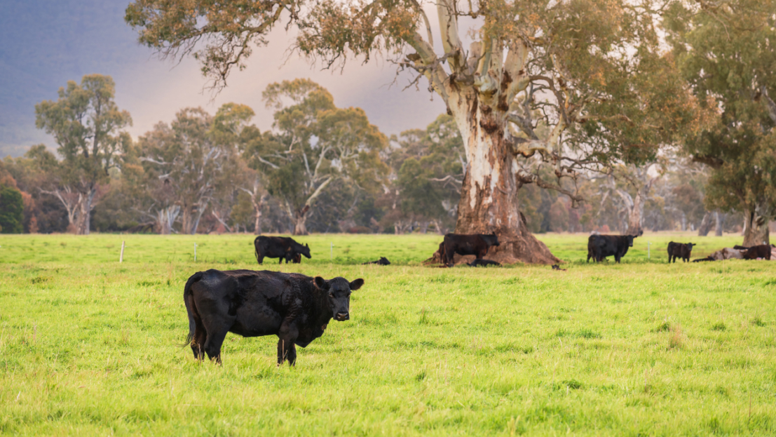 The Animal Health Industry in Australia: « Animal Medicines Australia