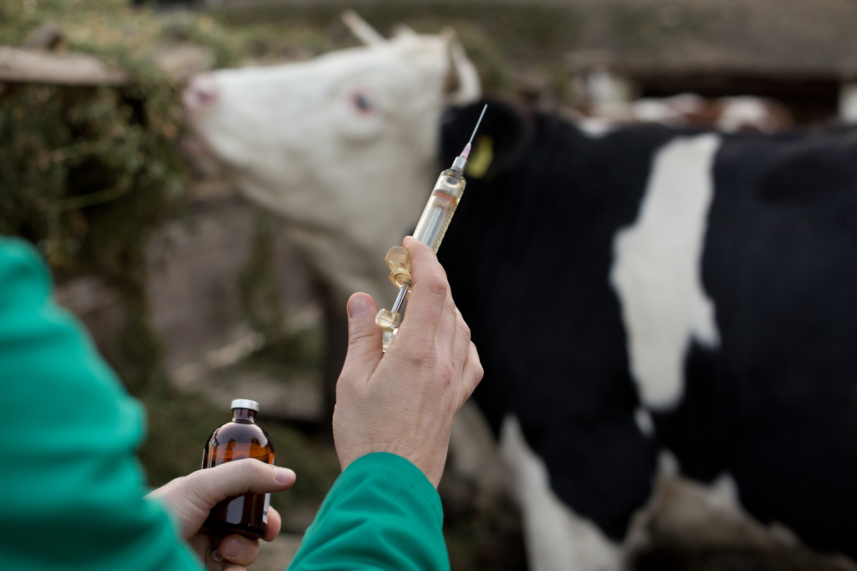 Antimicrobial prescribing guidelines for dairy cattle « Animal ...