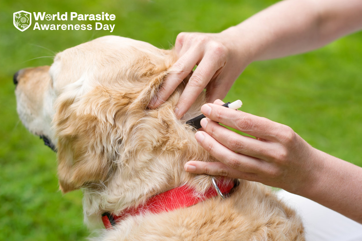 Parasite control in pets: Frequently asked questions « Animal Medicines ...
