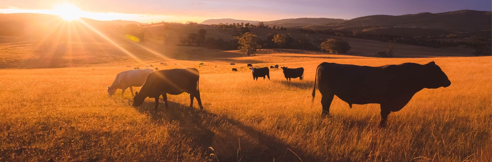 Sustainability « Animal Medicines Australia