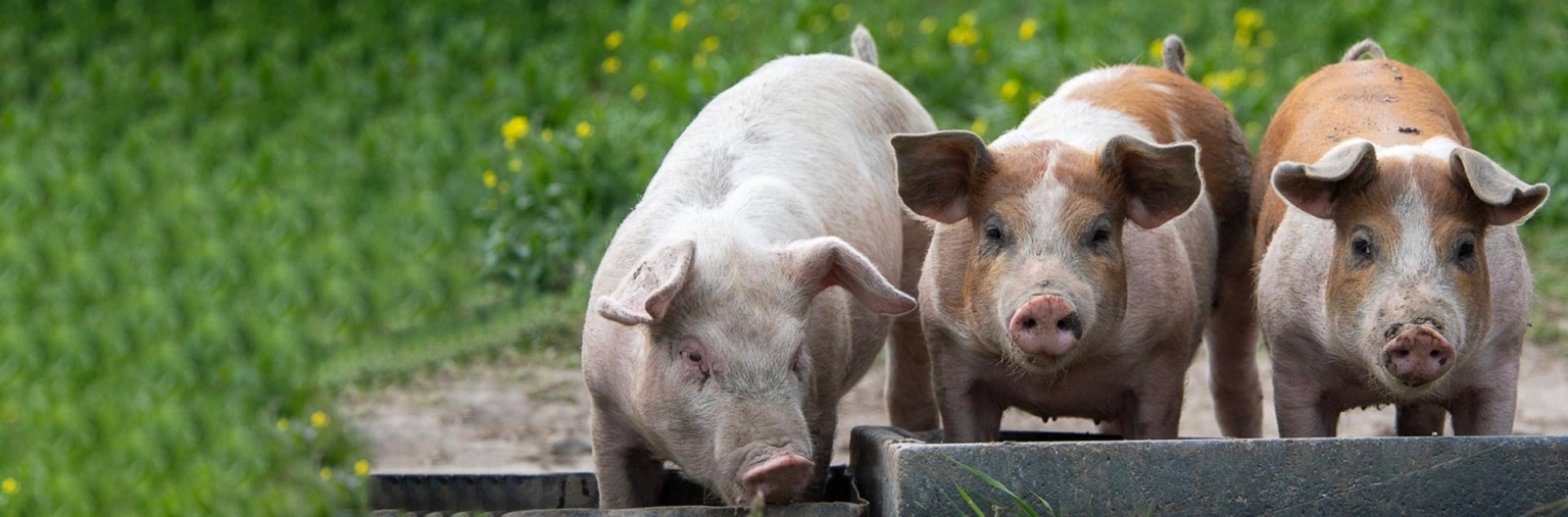 Responsible use of Antimicrobials « Animal Medicines Australia