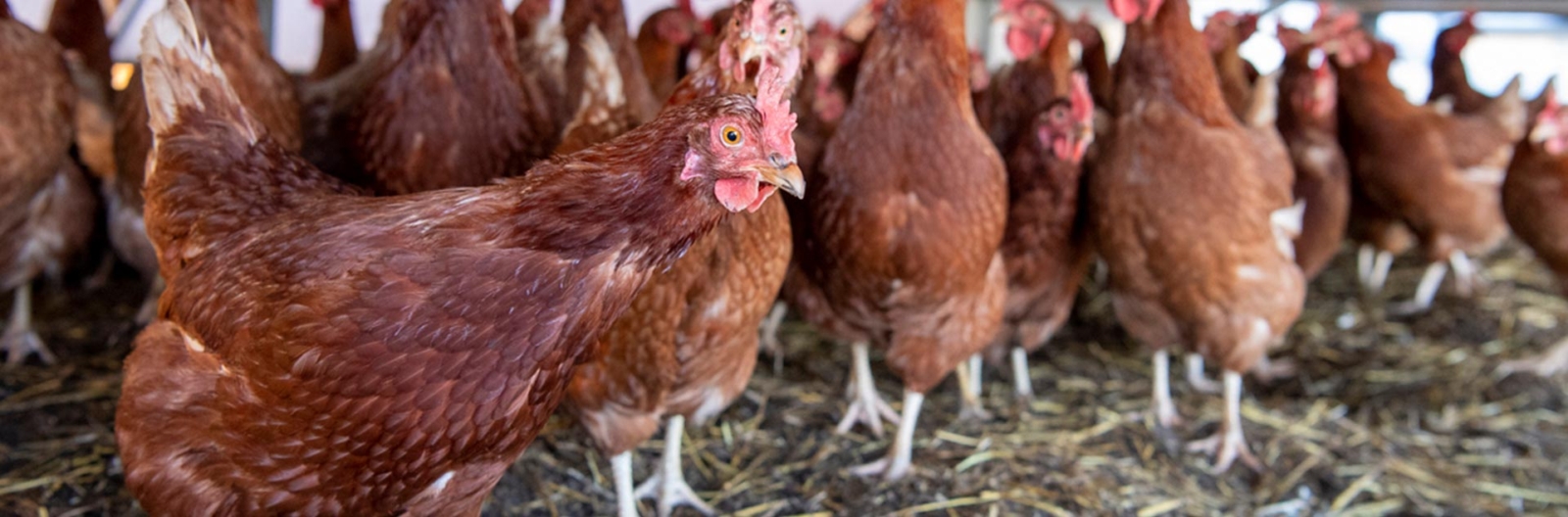 Responsible use of Antimicrobials « Animal Medicines Australia
