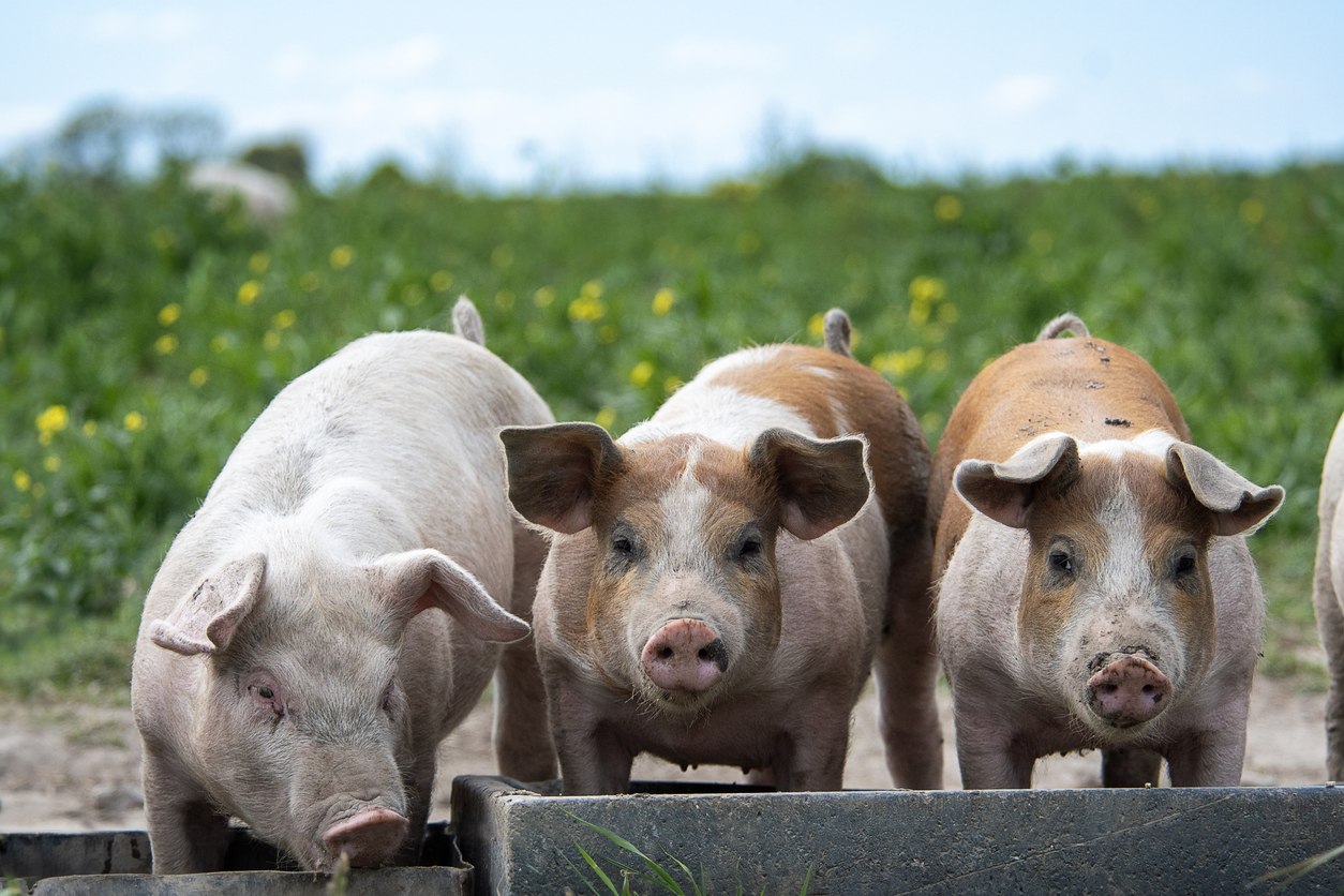 Antimicrobial prescribing guidelines for pigs « Animal Medicines Australia